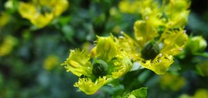 ¿Retraso en la menstruación? ¡Tés para que baje la regla! - EL RINCÓN ...